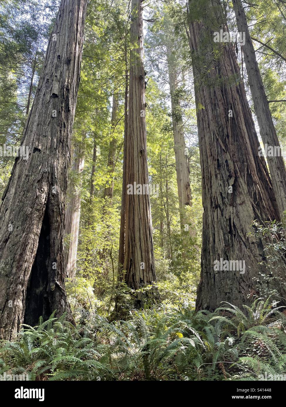 Coast redwood trees hi-res stock photography and images - Alamy