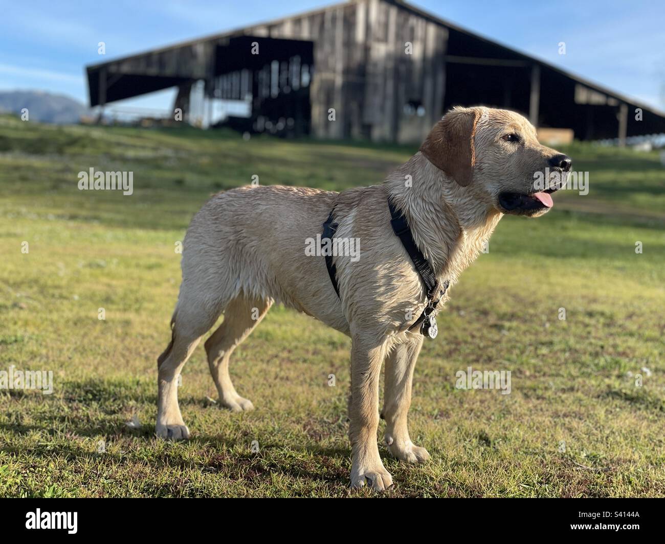 Labrador retriever farm hi-res stock photography and images - Alamy