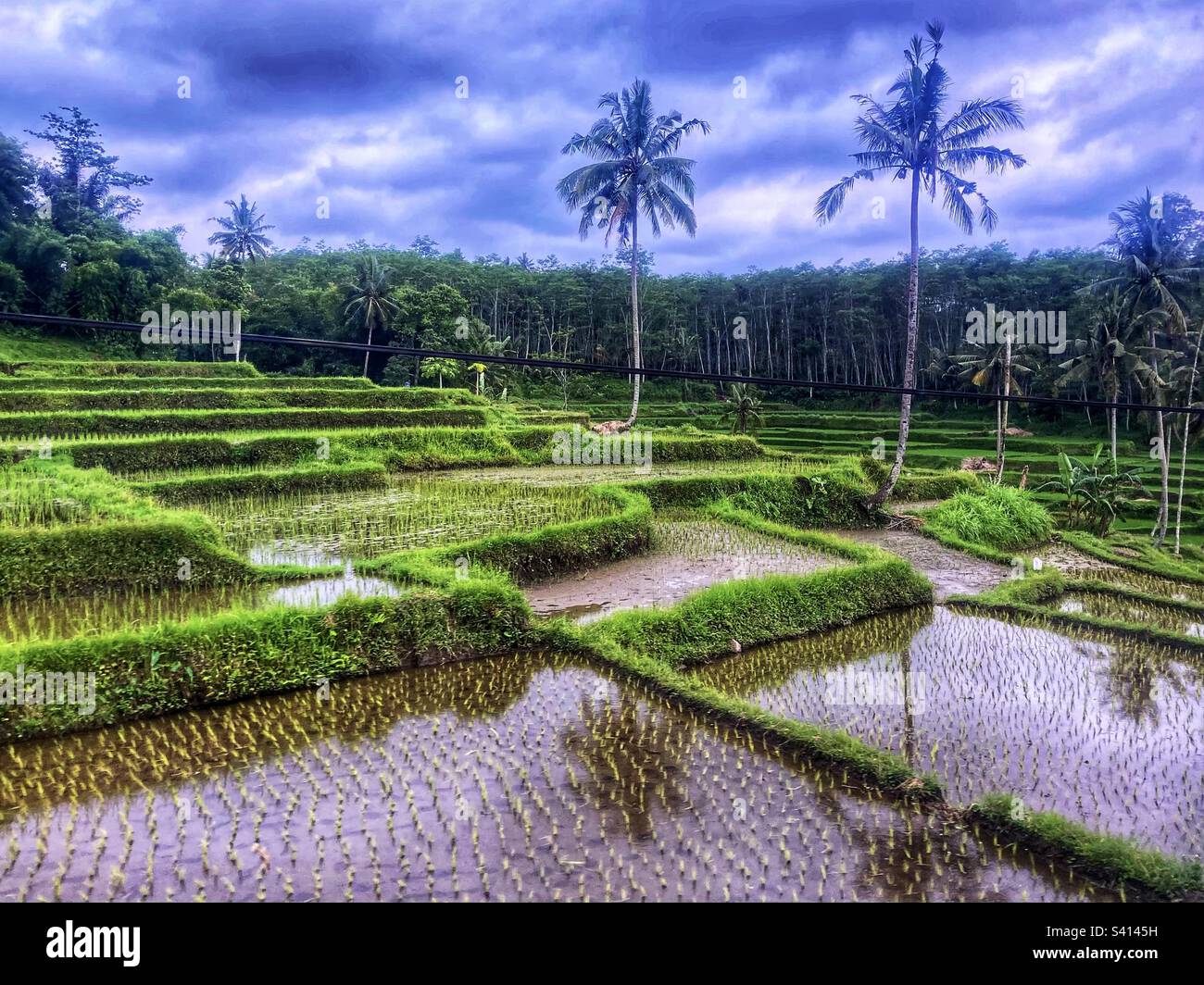 Rice terraces in East Java from the train Stock Photo - Alamy