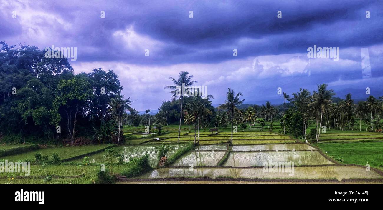 Rice fields from the train window in East Java Indonesia Stock Photo ...