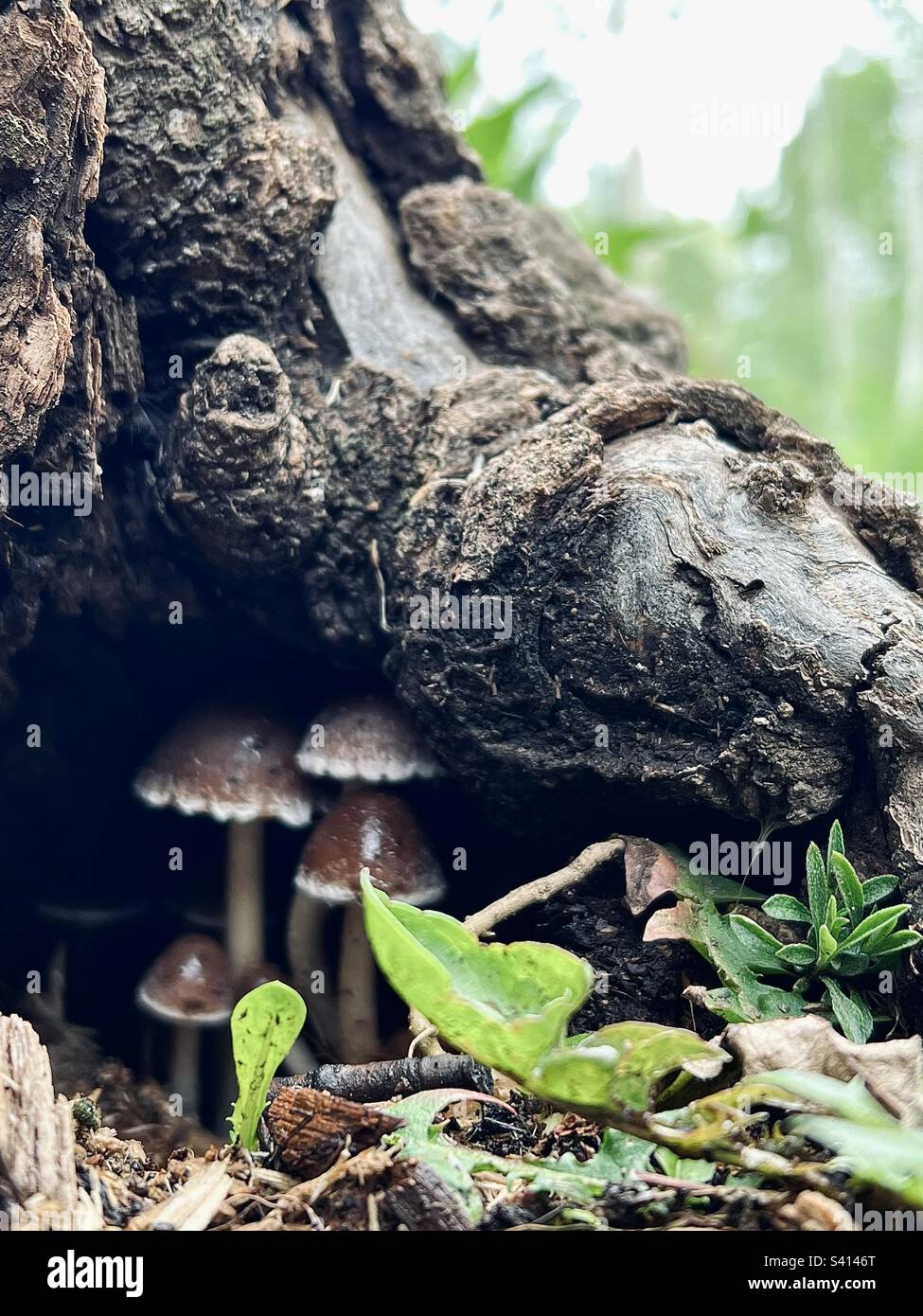 Family of mushrooms find shelter under a tree root on a rainy Oregon ...