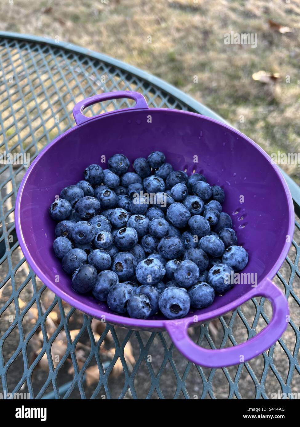 Fresh blueberries in purple bowl sitting on patio table in the morning ...