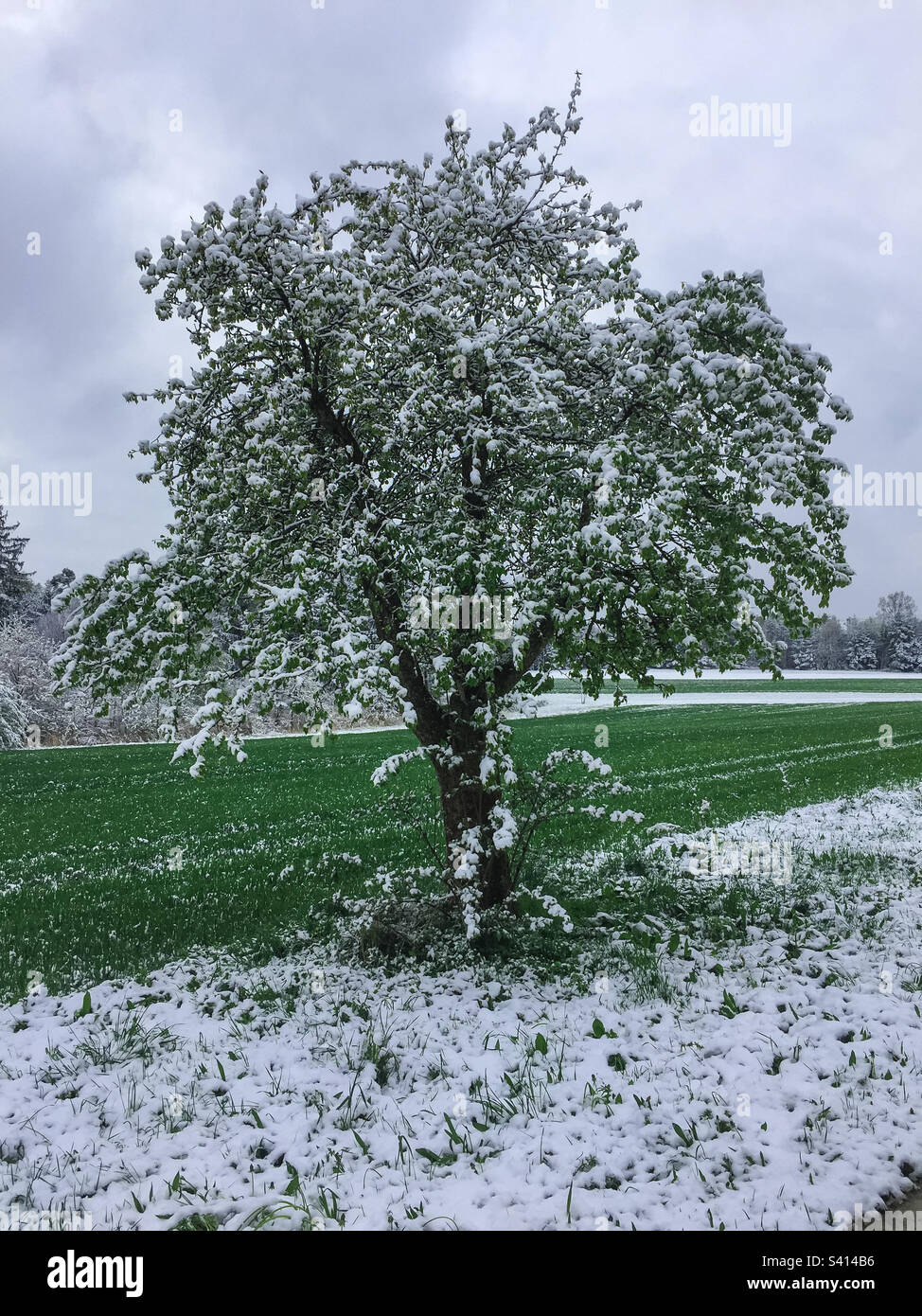 Snow covered tree in a field Stock Photo - Alamy