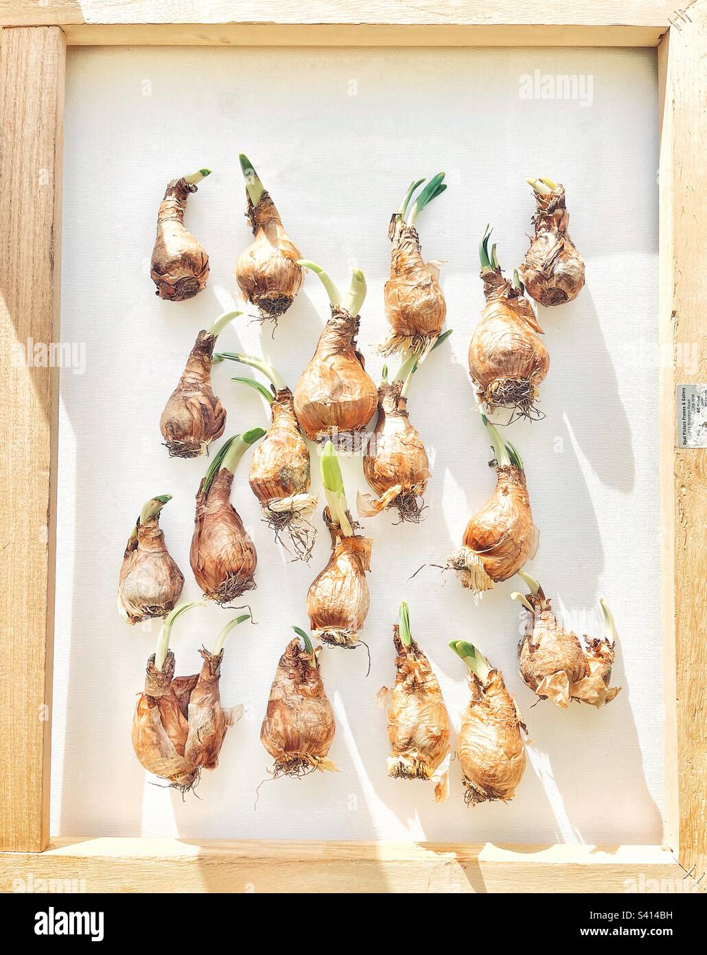 Daffodil bulbs hi-res stock photography and images - Alamy