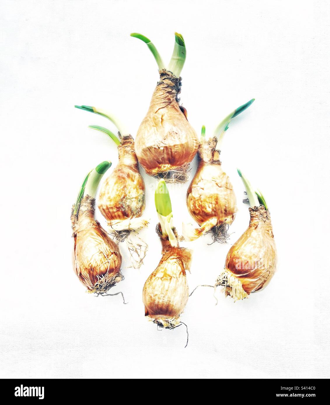 Roots and bulbs hi-res stock photography and images - Alamy