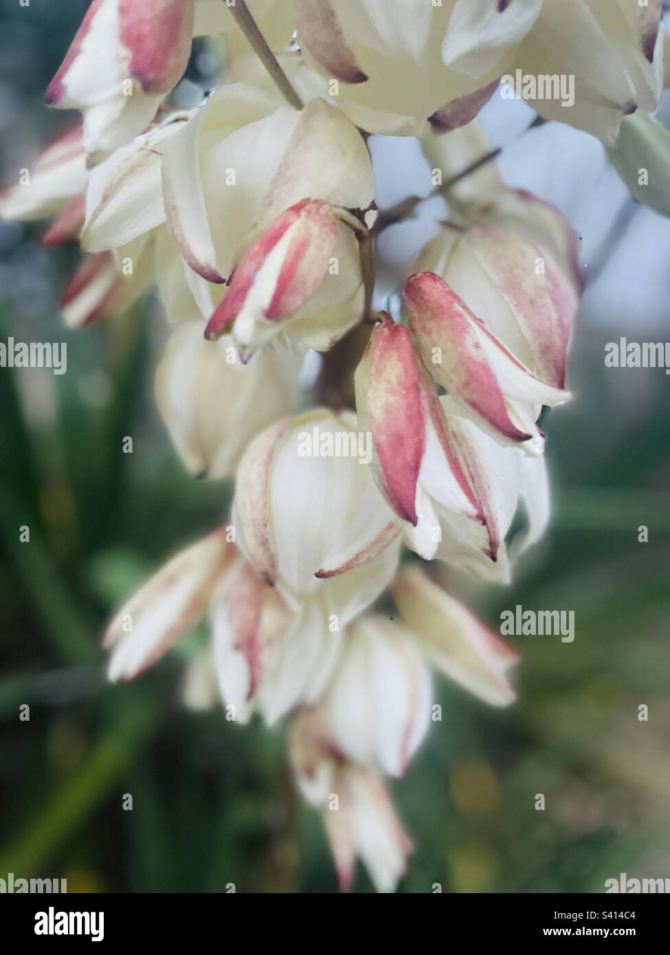 Photo of fresh Yucca Filamentosa flowers growing in the garden Stock ...