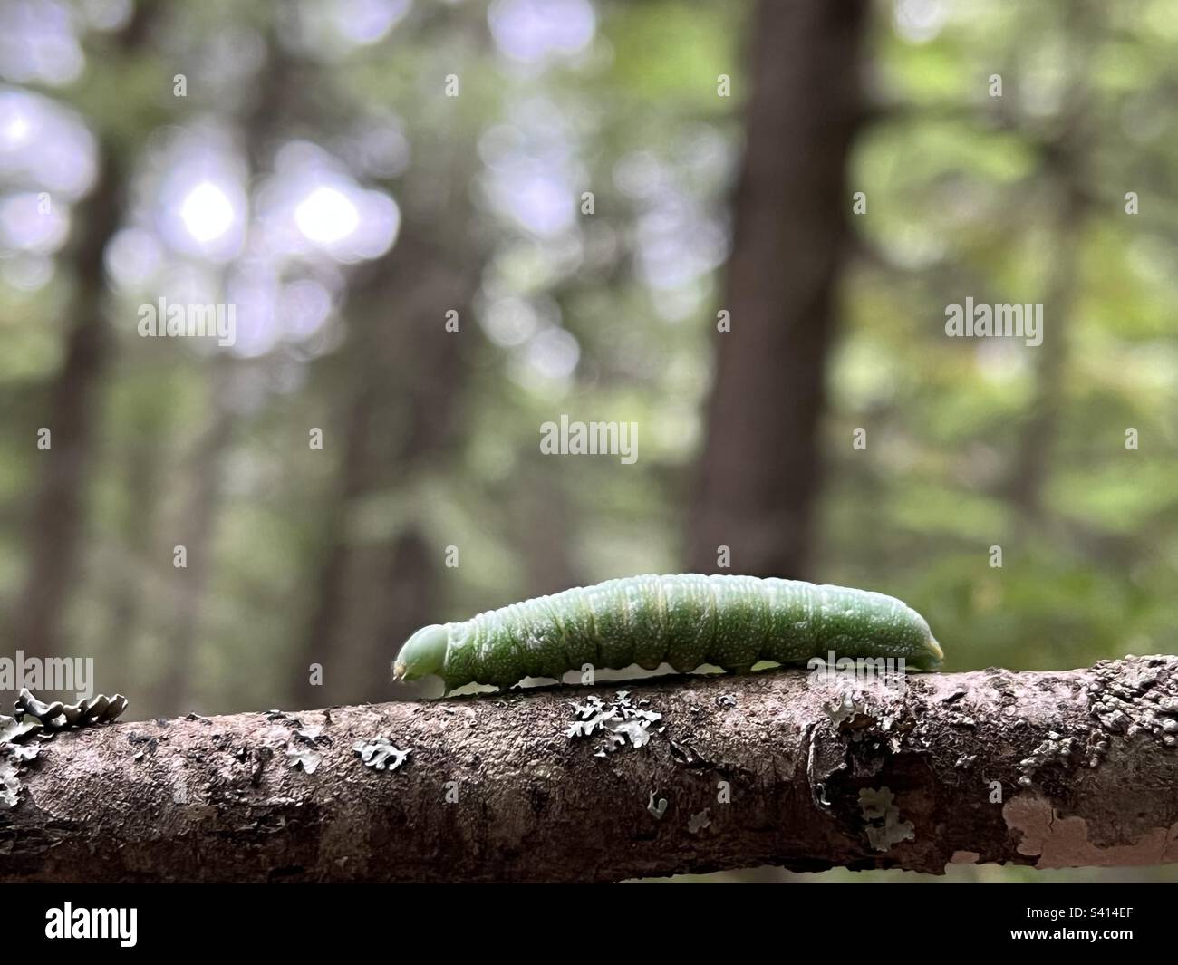 Stick Insect On Tree Hi Res Stock Photography And Images Alamy