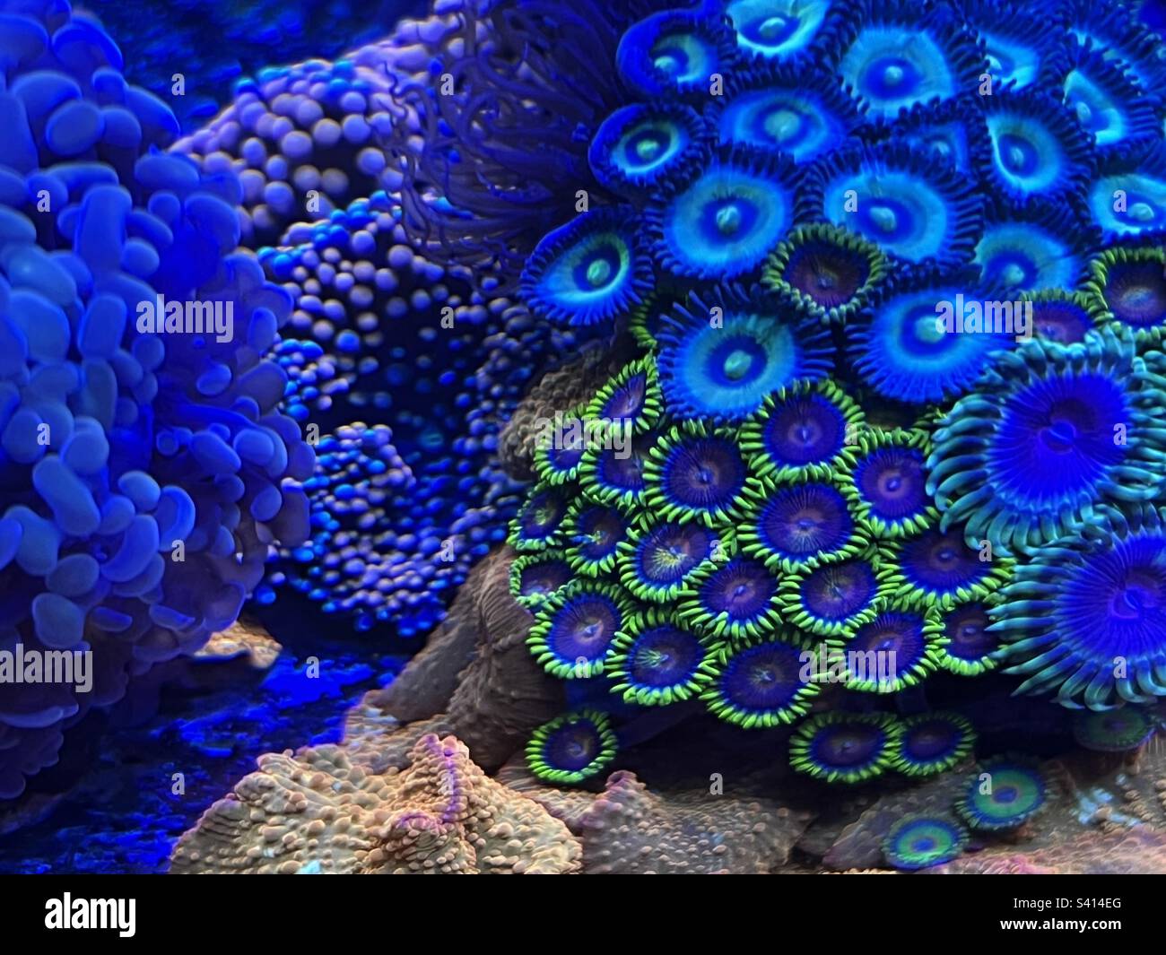 Turquoise corals hi-res stock photography and images - Alamy