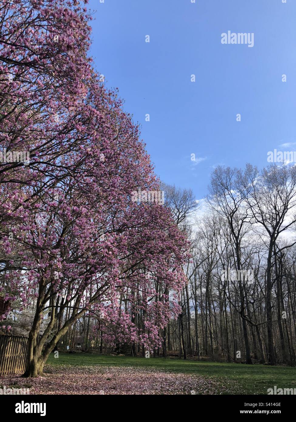 Early spring in Reston Virginia Stock Photo - Alamy