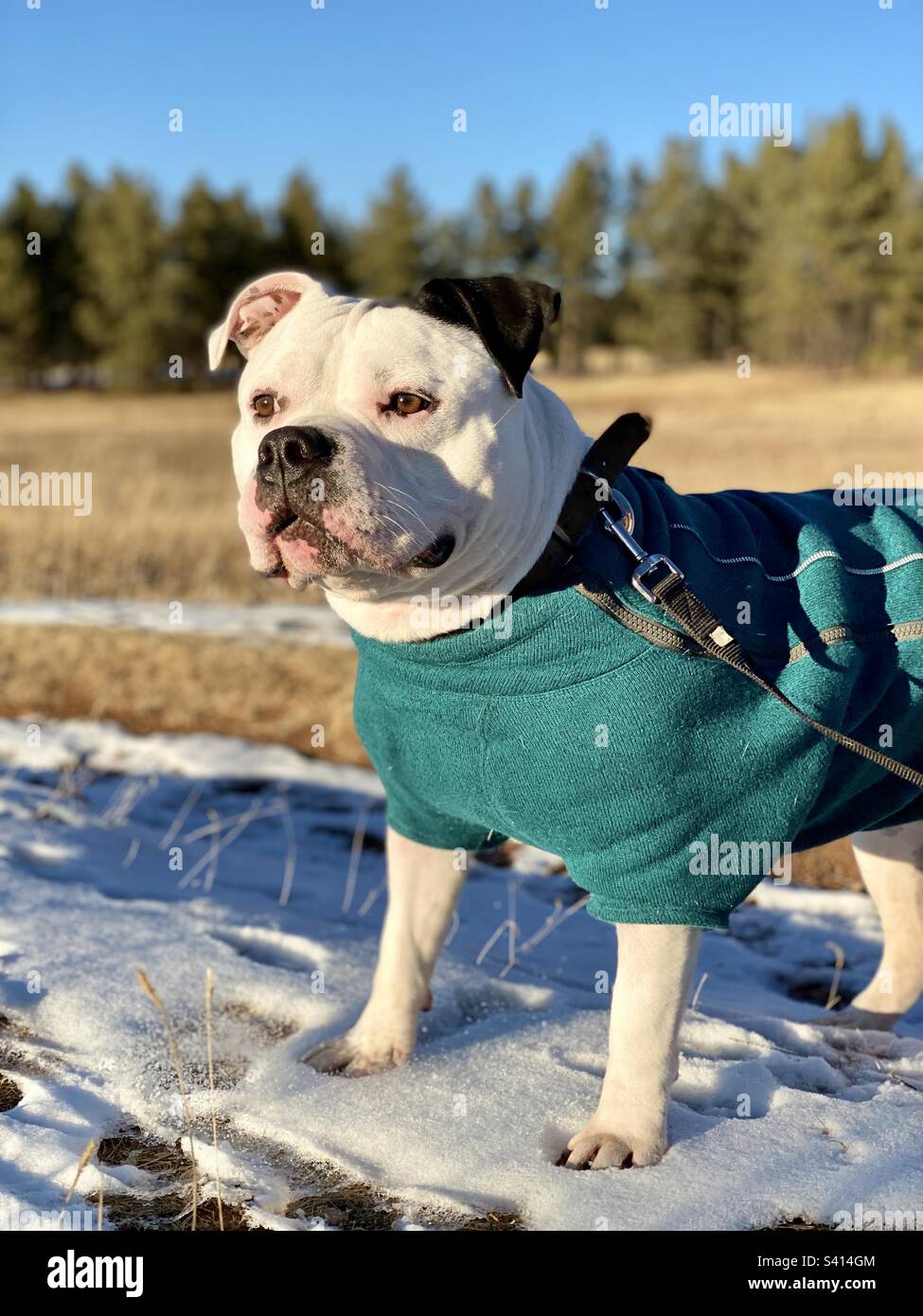 American bully snow hi-res stock photography and images - Alamy