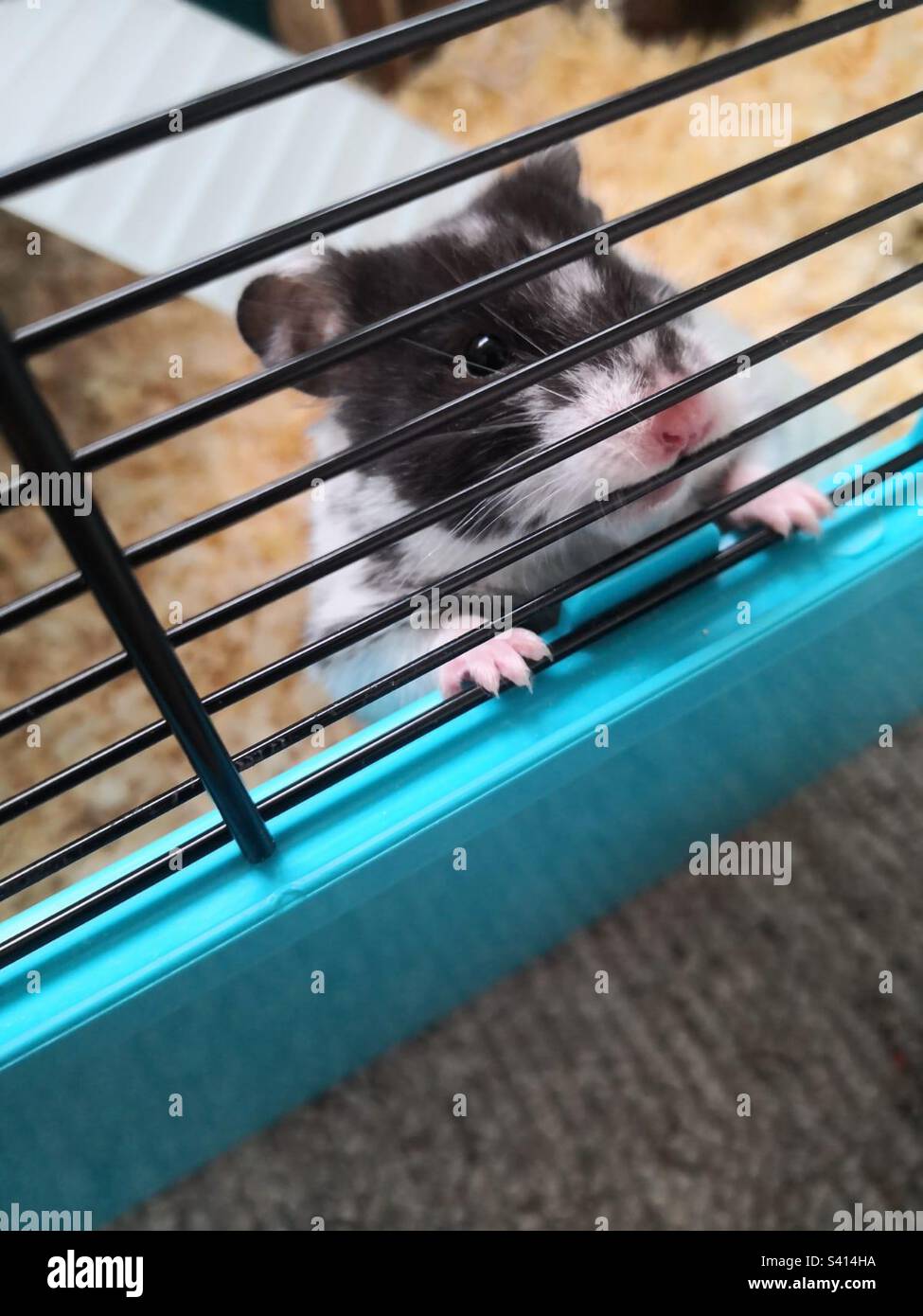 Black and white hamster hi-res stock photography and images - Alamy