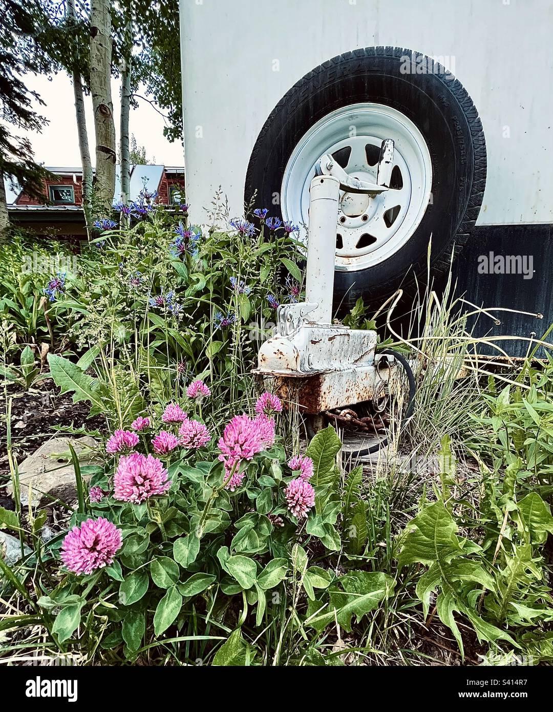 Red clovers thriving in the mountains of Crested Butte, Colorado Stock ...