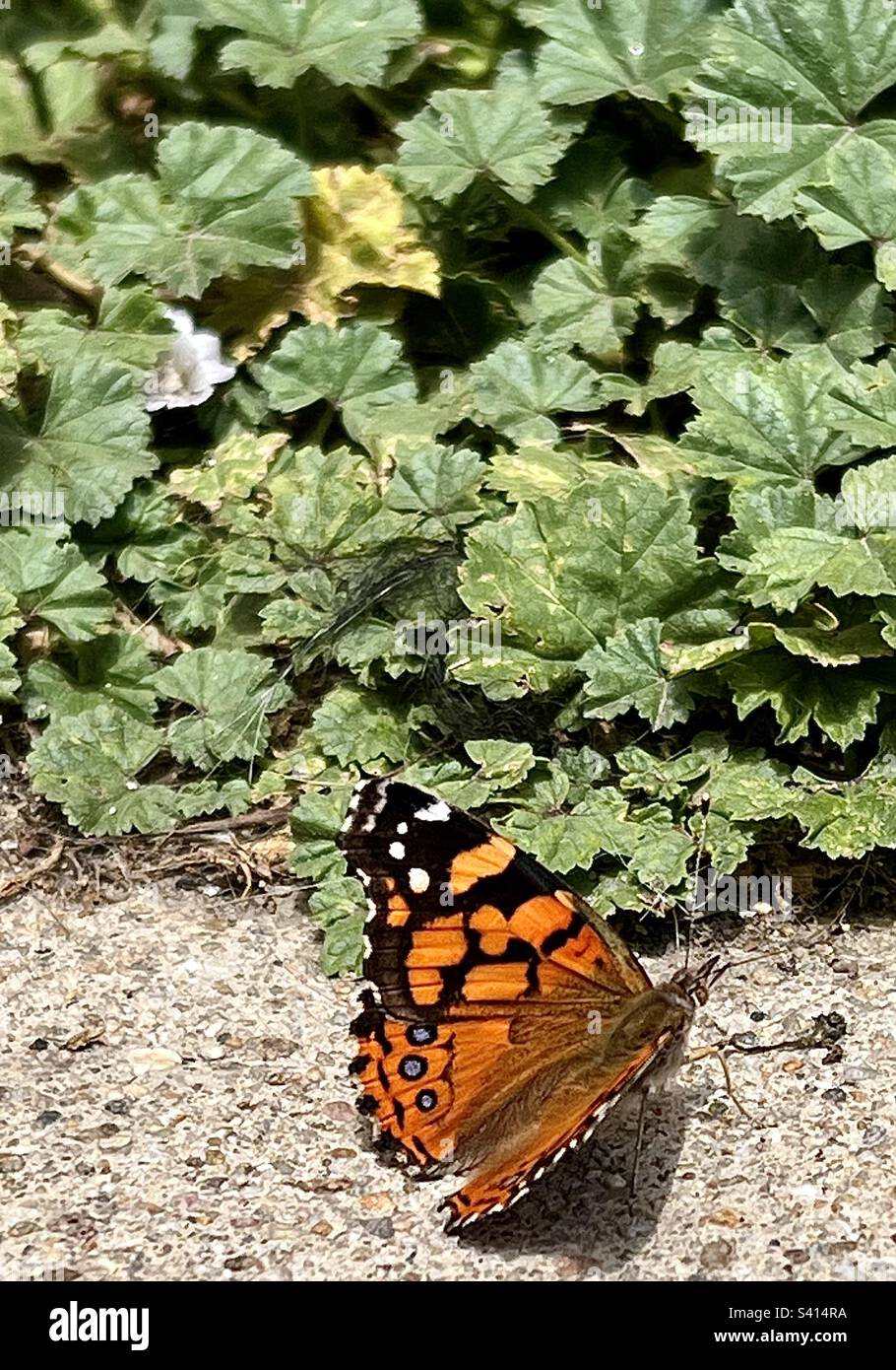 Butterfly caterpillar exoskeleton hi-res stock photography and images ...