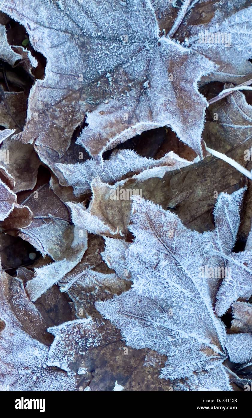 Chilly leaves hi-res stock photography and images - Alamy