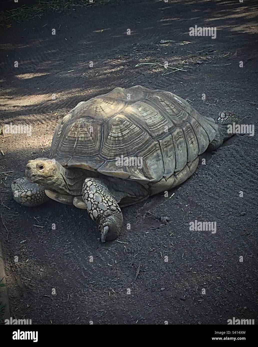 Age 152 hi-res stock photography and images - Alamy