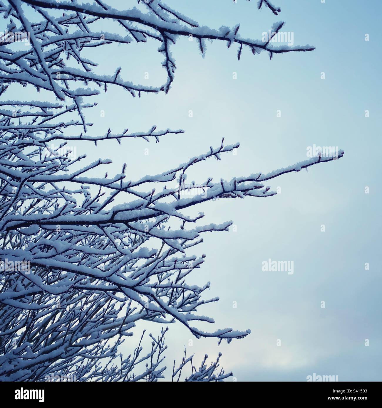 A photograph of snowy branches of a tree against a wintry sky Stock ...