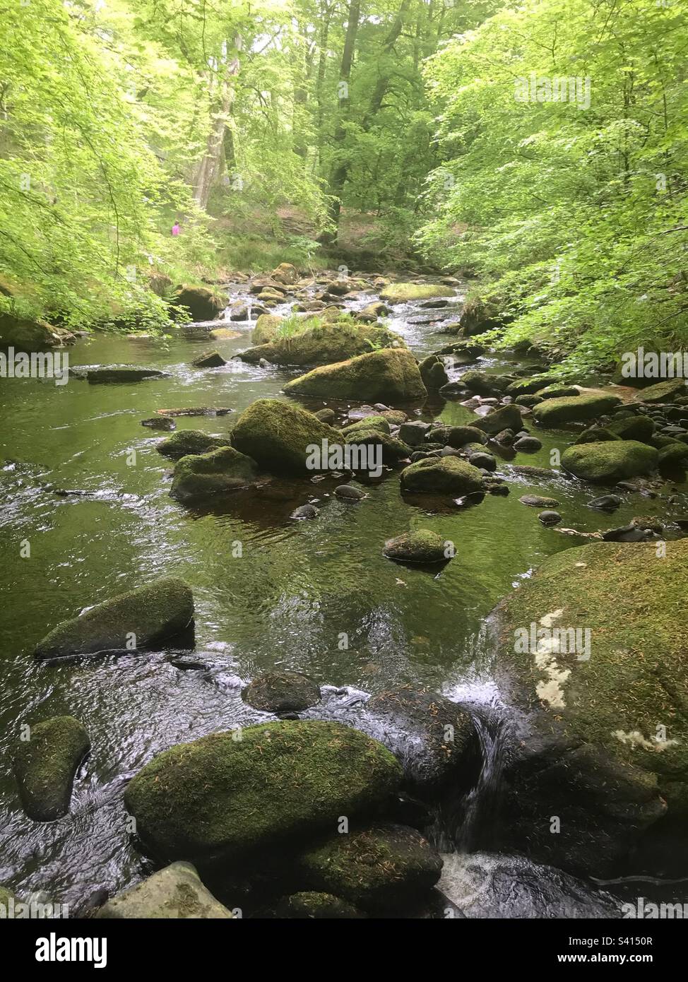 A rock filled flowing river overhung with vibrant green trees Stock ...