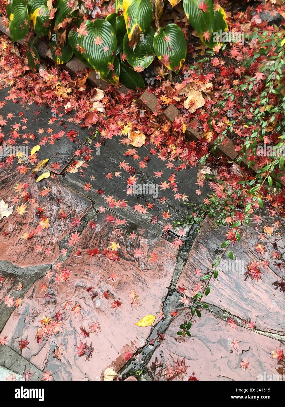 Fall colors after the rain in Great Falls, Virginia Stock Photo - Alamy