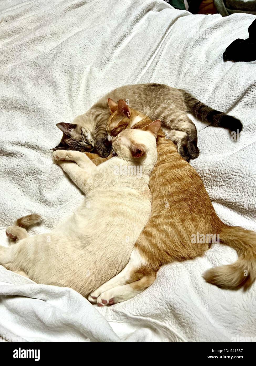 Tiger siamese hi-res stock photography and images - Alamy