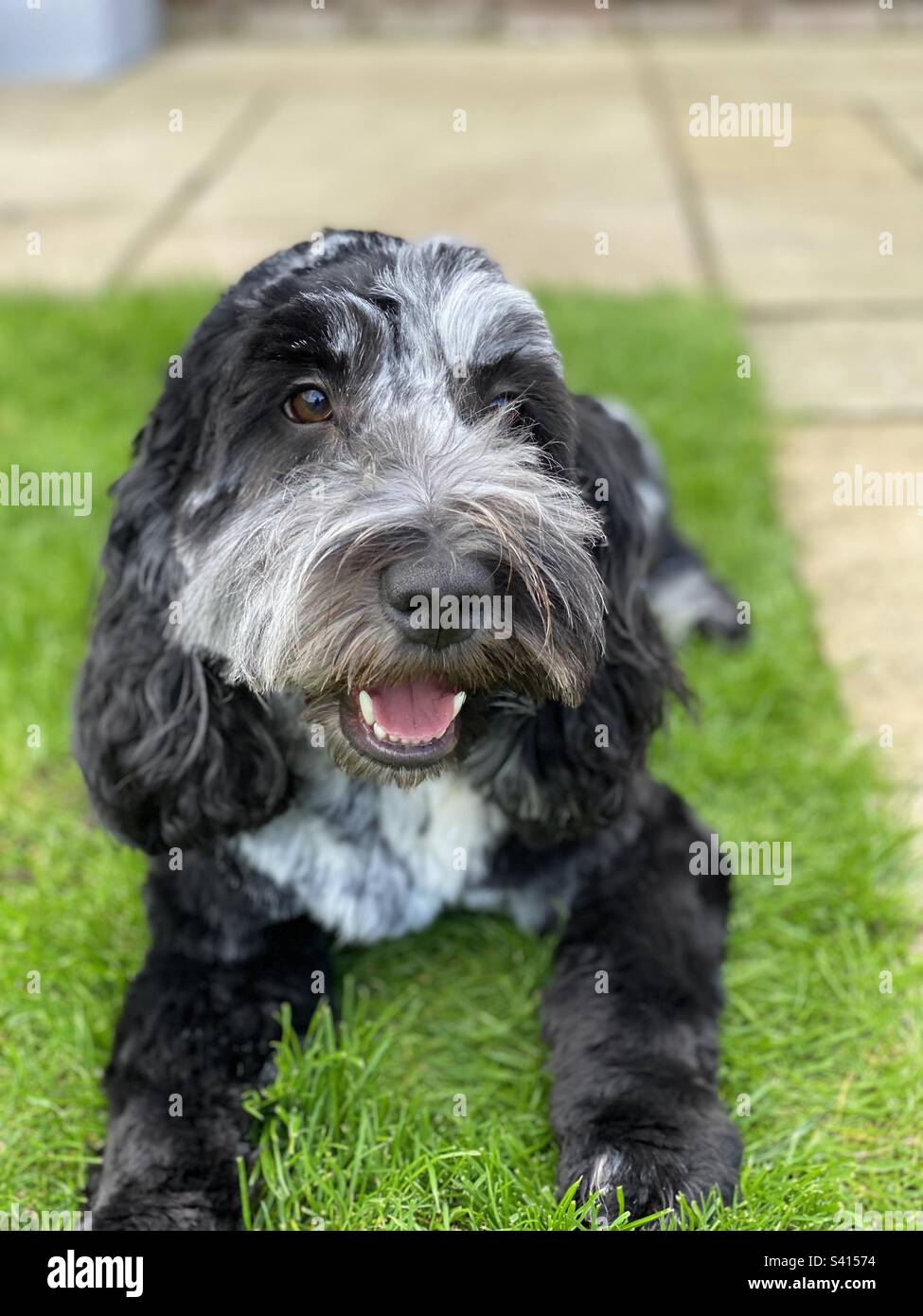Smiling black cockerpoo hi-res stock photography and images - Alamy