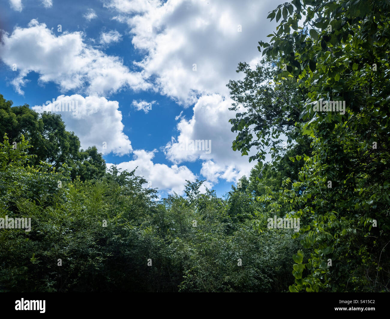 Clouds over trees hi-res stock photography and images - Alamy