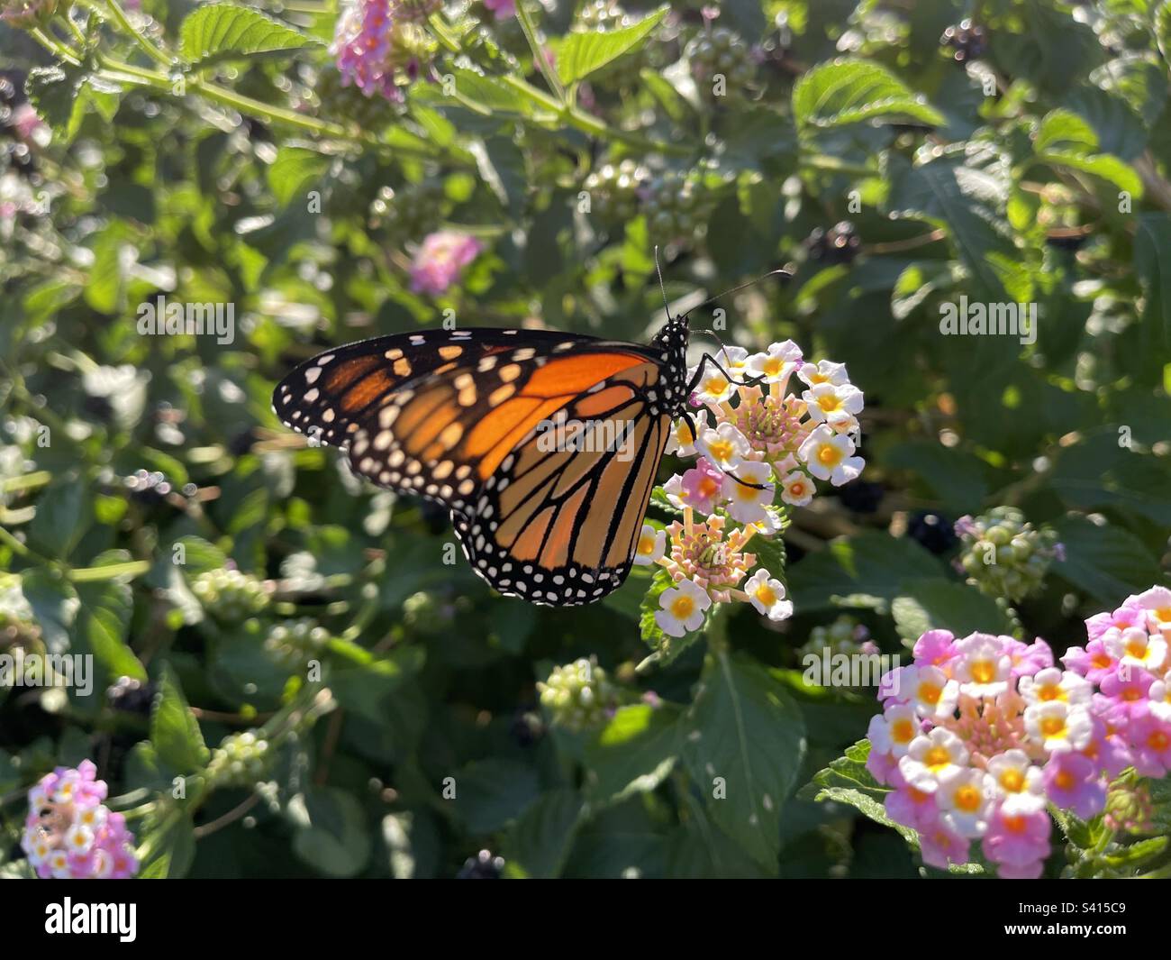 Spring butterfly hi-res stock photography and images - Alamy