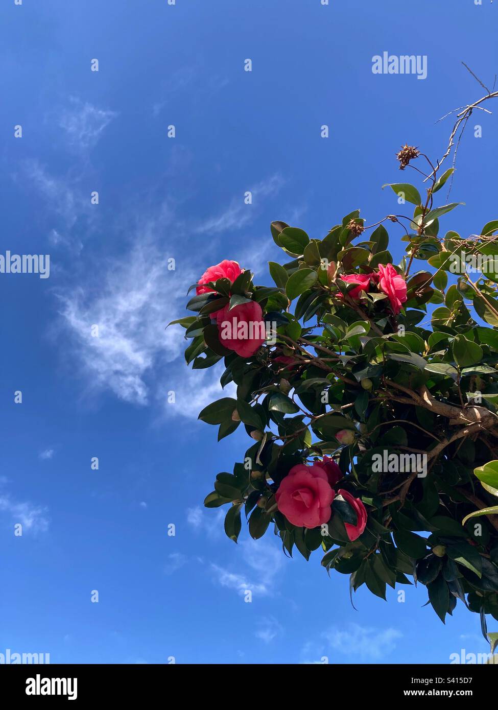 Blue Camellia Flower