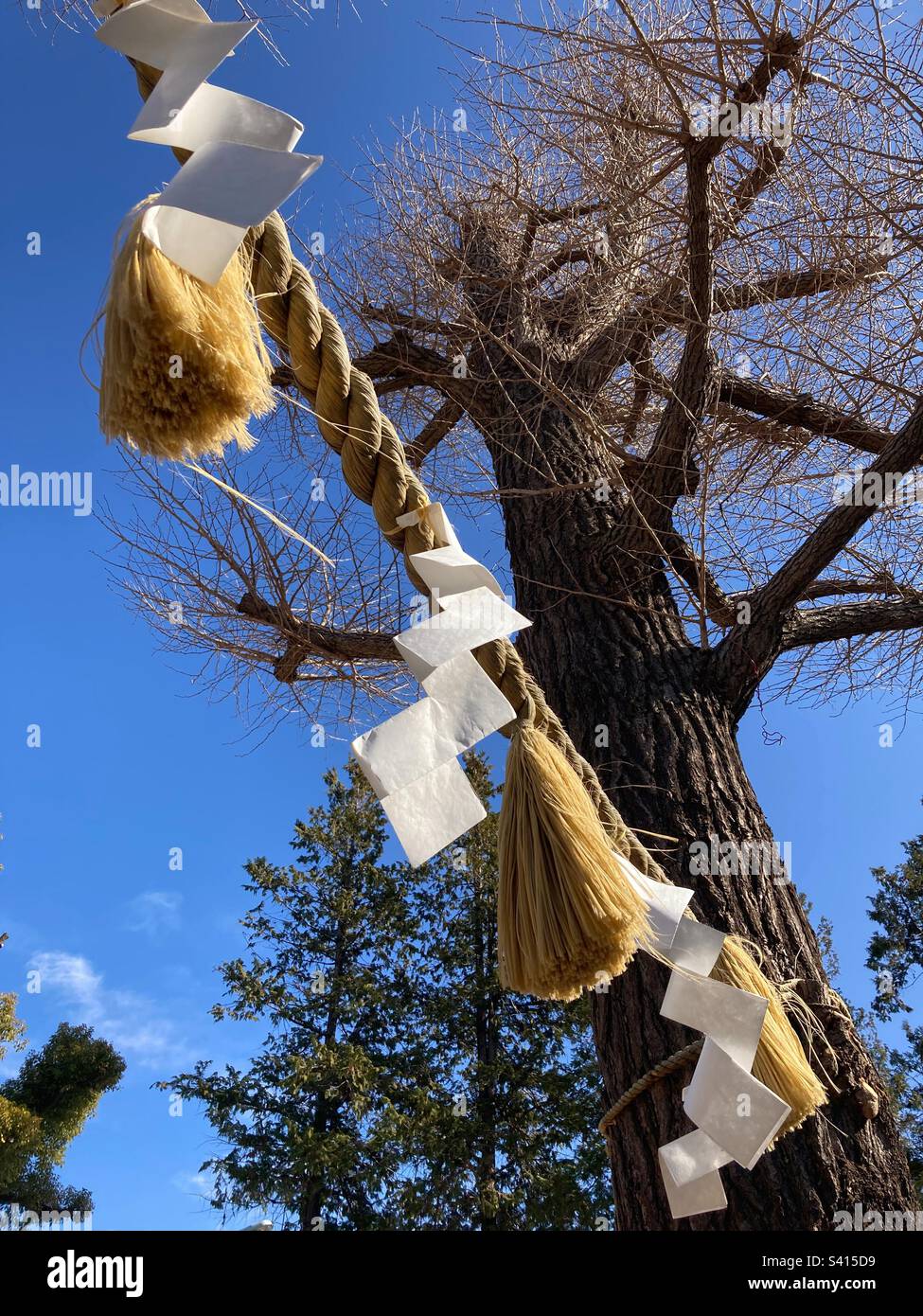 Sacred tree hi-res stock photography and images - Alamy