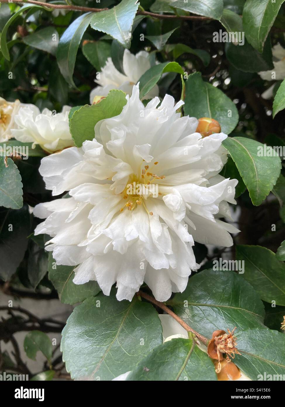 Camila japonica hi-res stock photography and images - Alamy