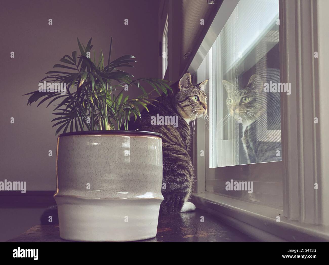 Tabby cat looking out a window Stock Photo - Alamy
