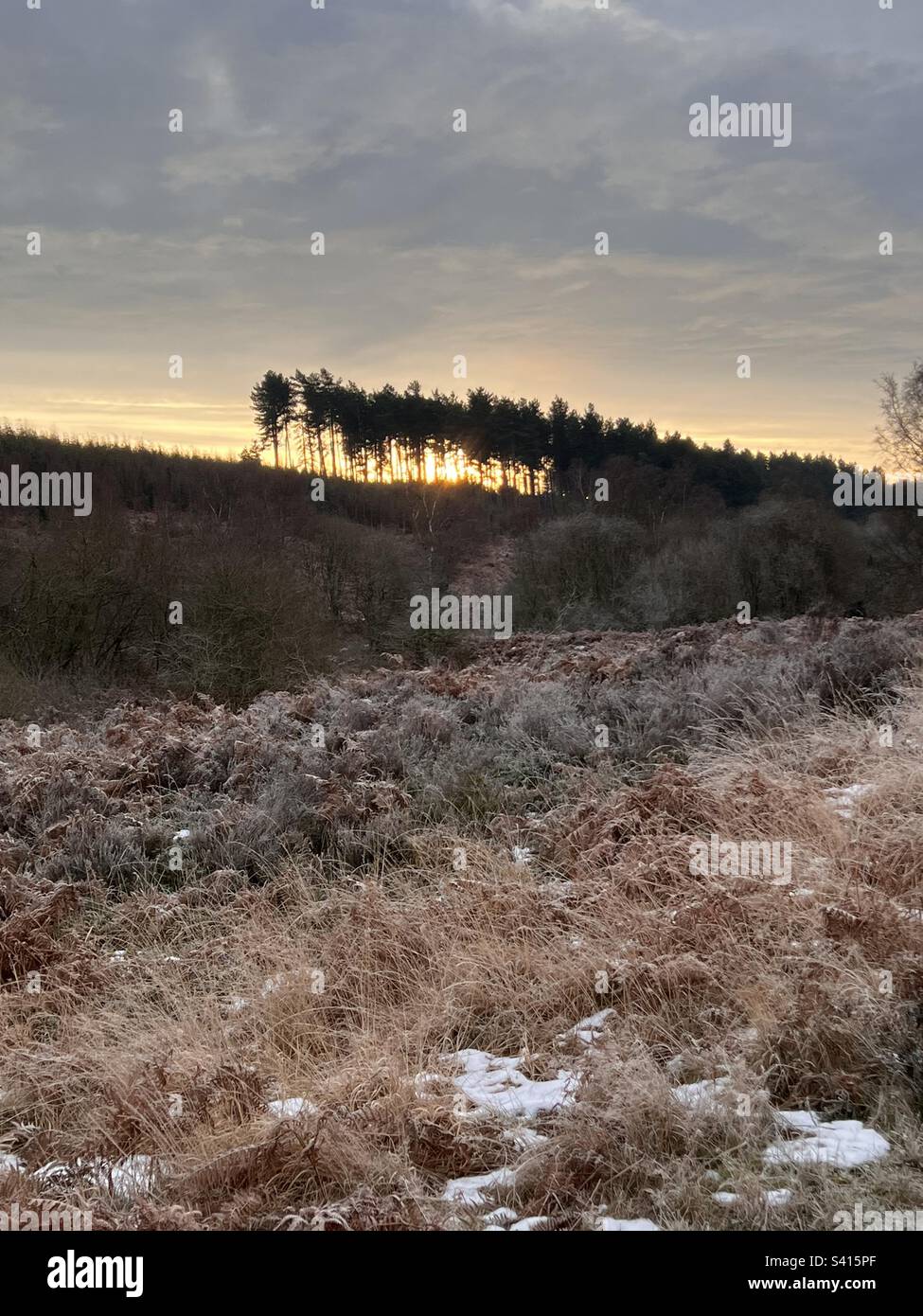 Rising over trees hi-res stock photography and images - Alamy