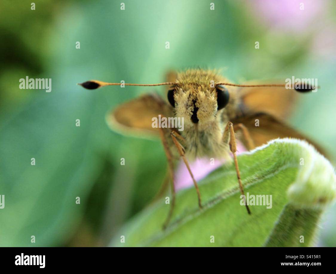 Little moth hi-res stock photography and images - Alamy