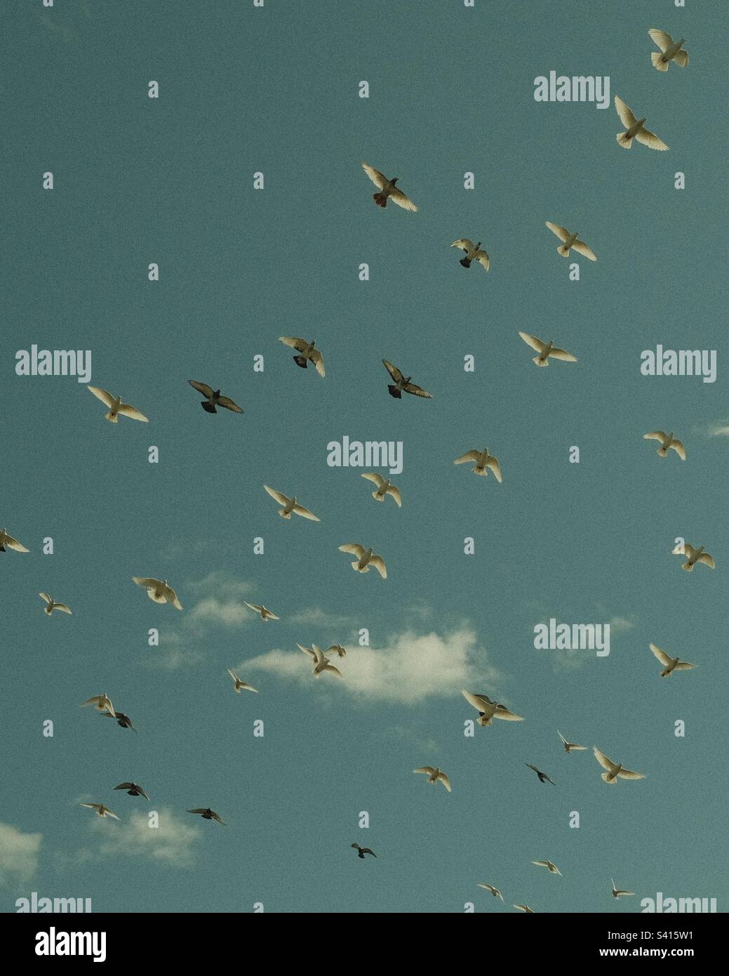 Flying group hi-res stock photography and images - Alamy