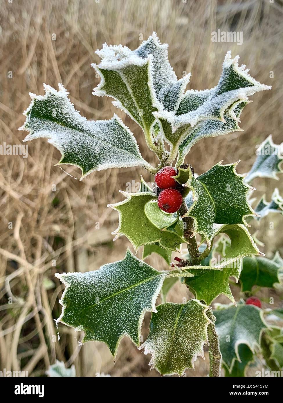 Frozen holly tree hi-res stock photography and images - Alamy
