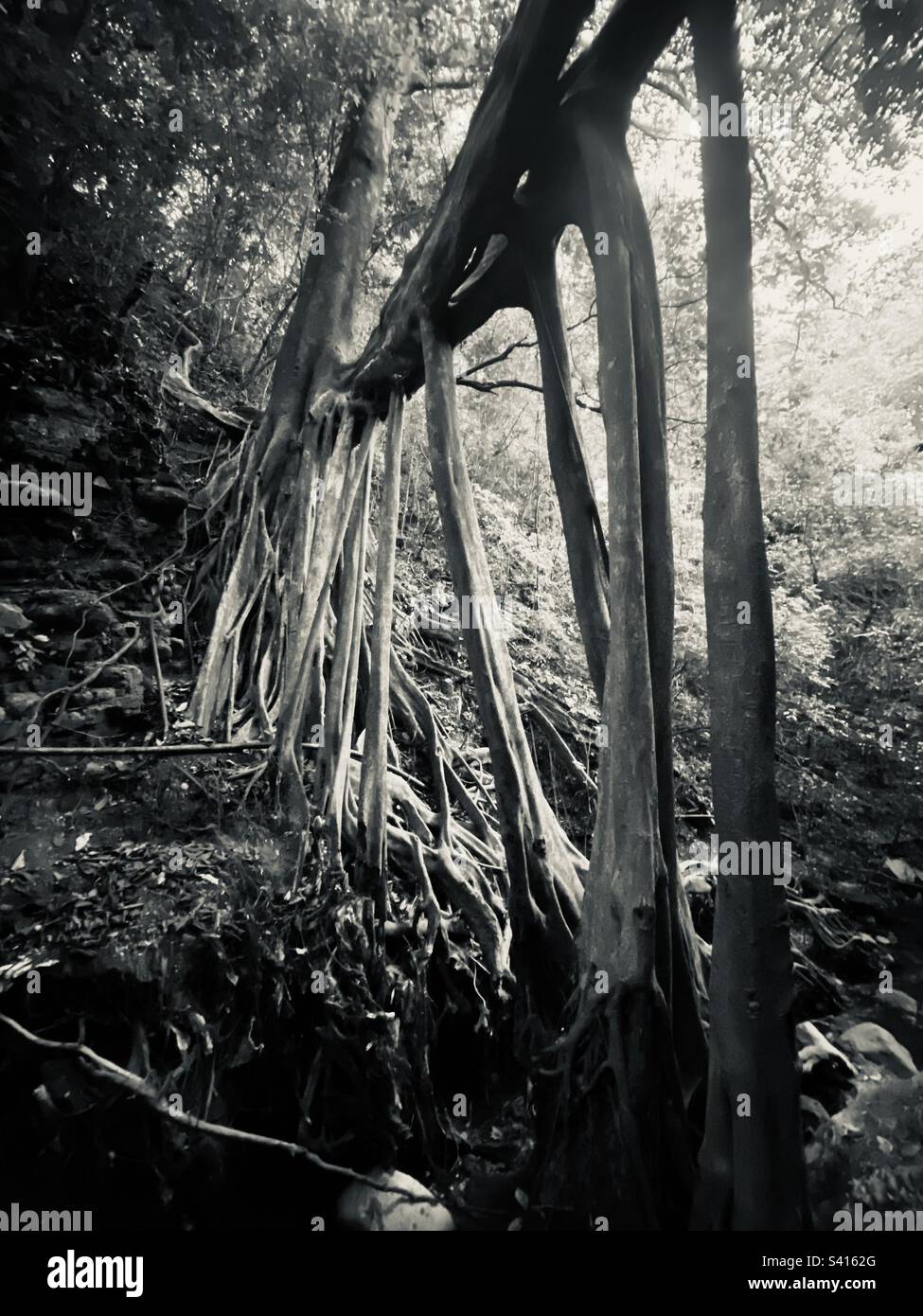 The root system of a living tree bridge in the forest near Monteverde ...