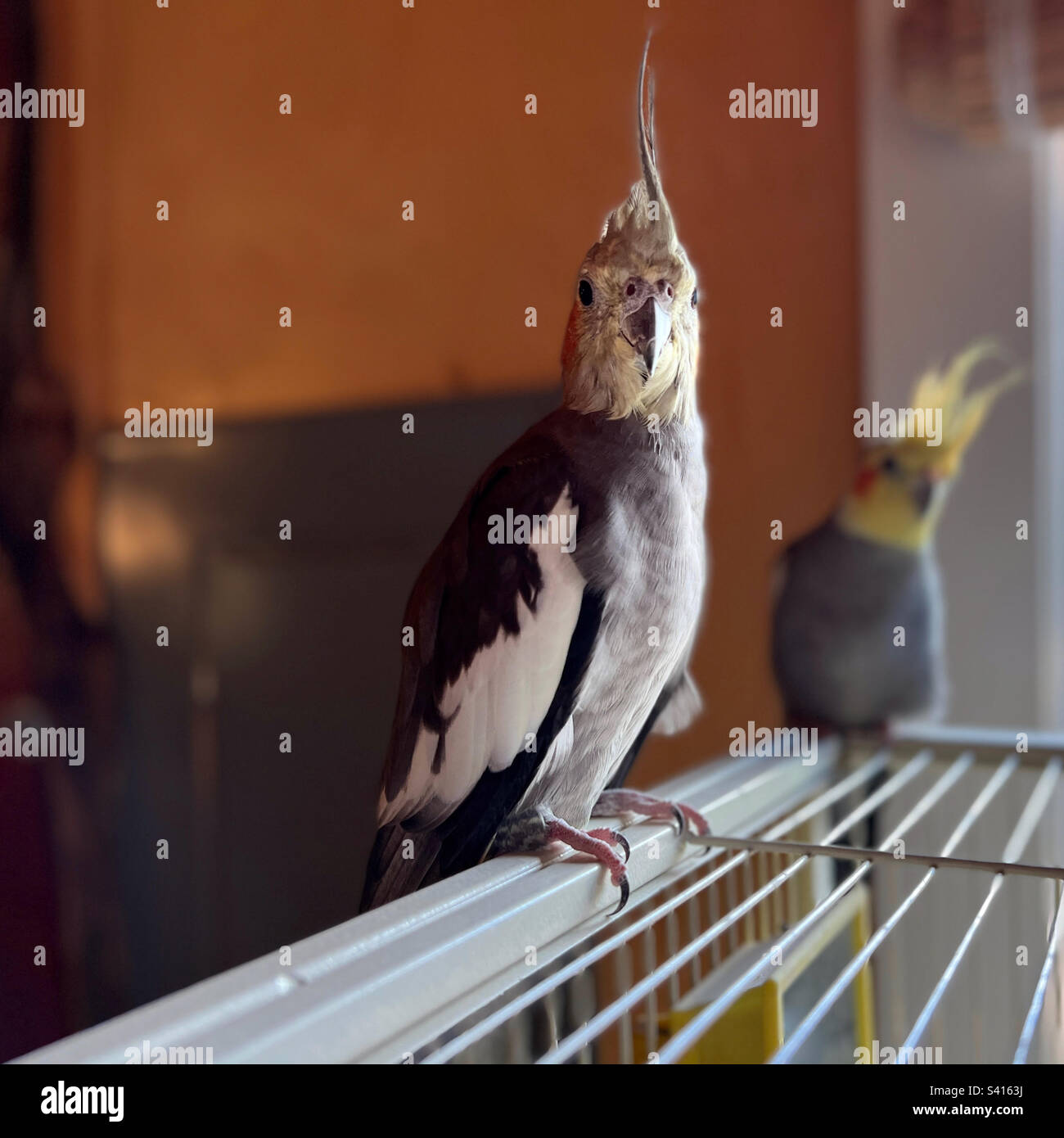 Make cockatiel in front and funny female behind both sitting atop white ...