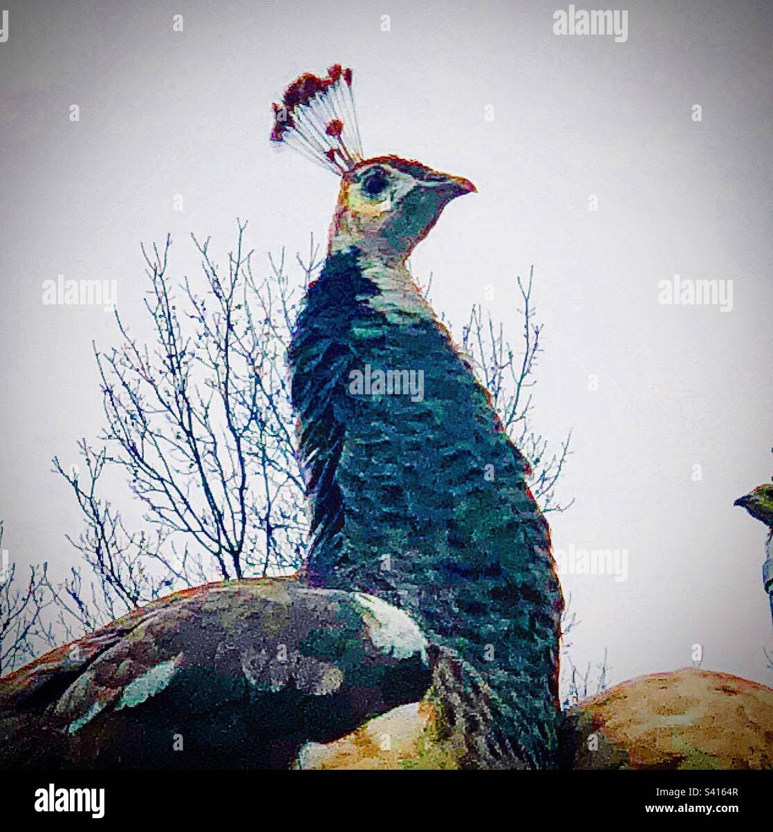 Proud as a peacock hi-res stock photography and images - Alamy
