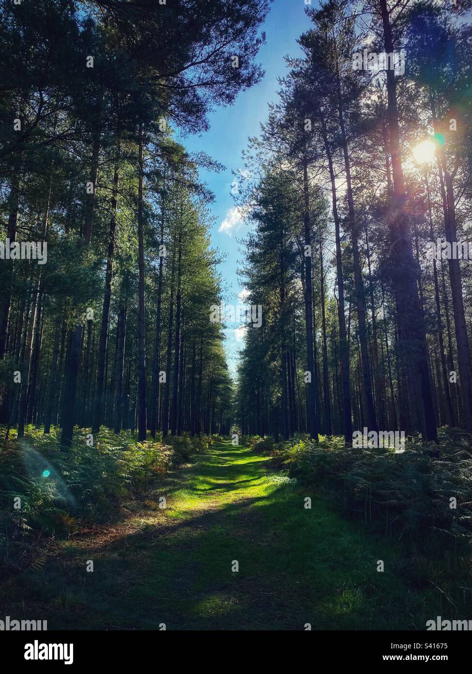 Enchanting Earth. Sunlight lighting the forest path ahead. Trees line ...