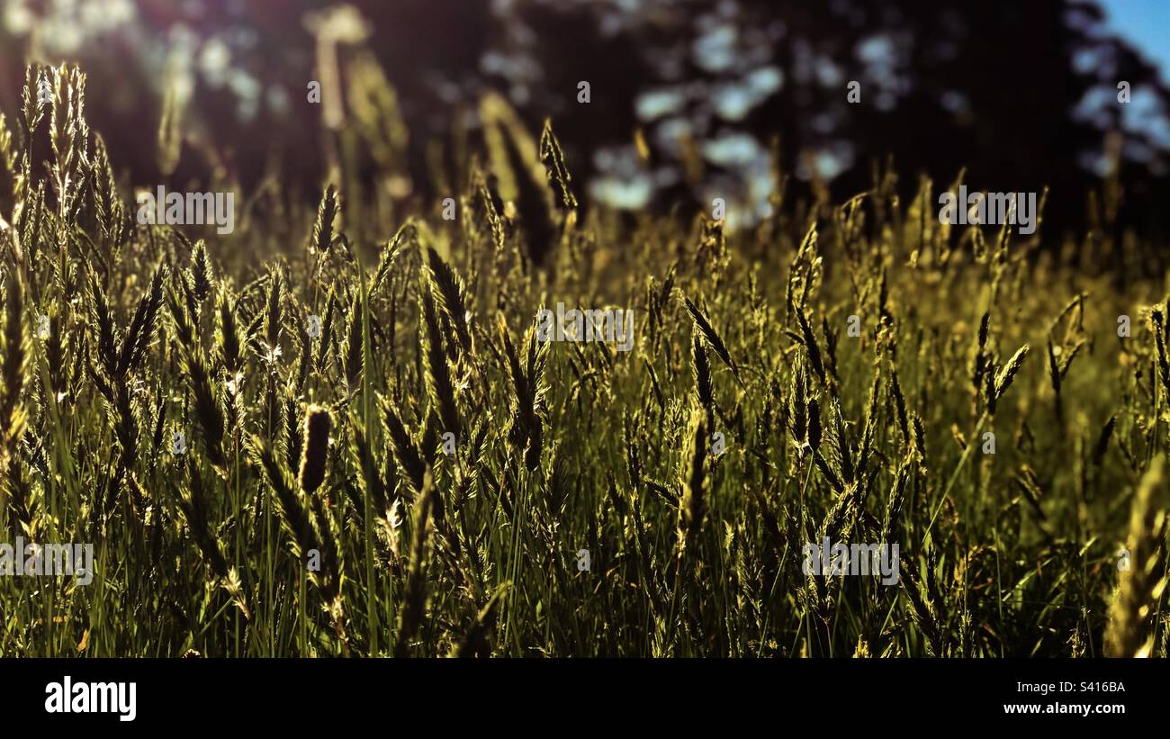 Grass and wind hi-res stock photography and images - Alamy