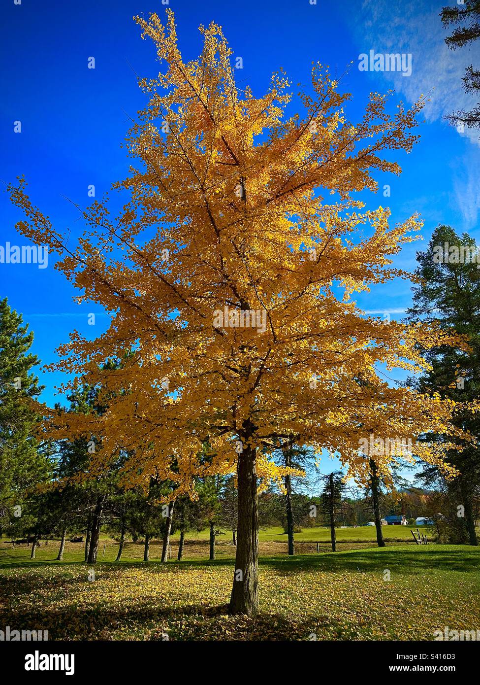 The ginkgo tree hi-res stock photography and images - Alamy