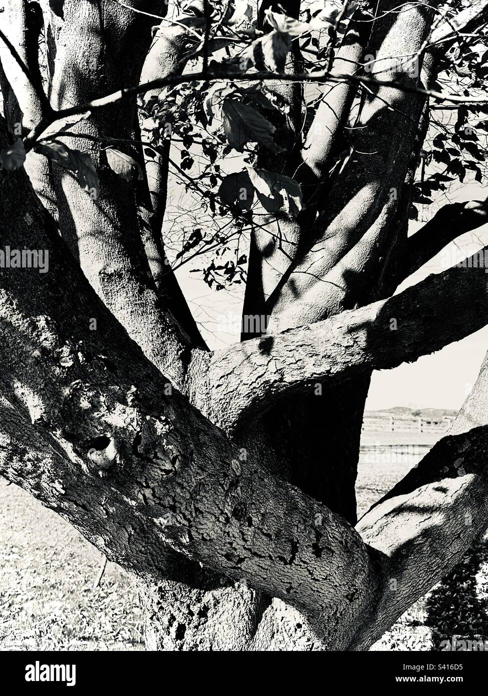 Twisted tree limbs hi-res stock photography and images - Alamy