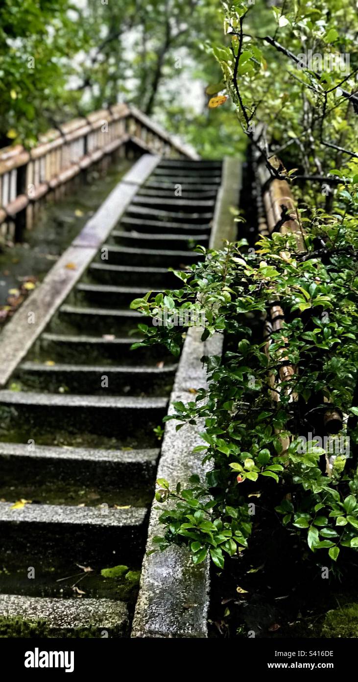 Rain drenched hi-res stock photography and images - Alamy
