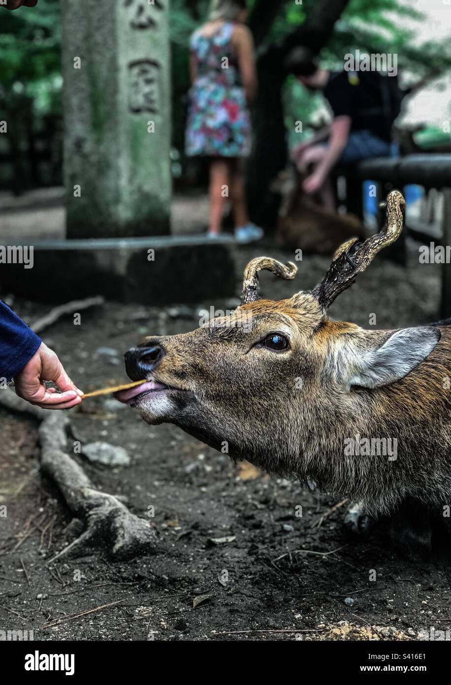 Deer being feed at shrine in Japan Stock Photo - Alamy
