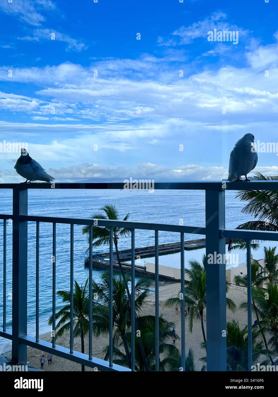 Birds of honolulu hi-res stock photography and images - Alamy