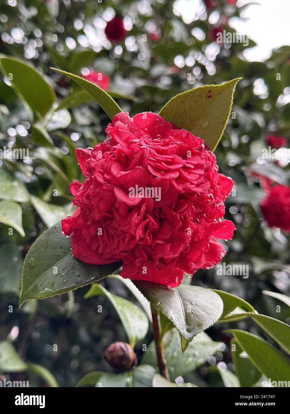 Camellia shrubs hi-res stock photography and images - Alamy