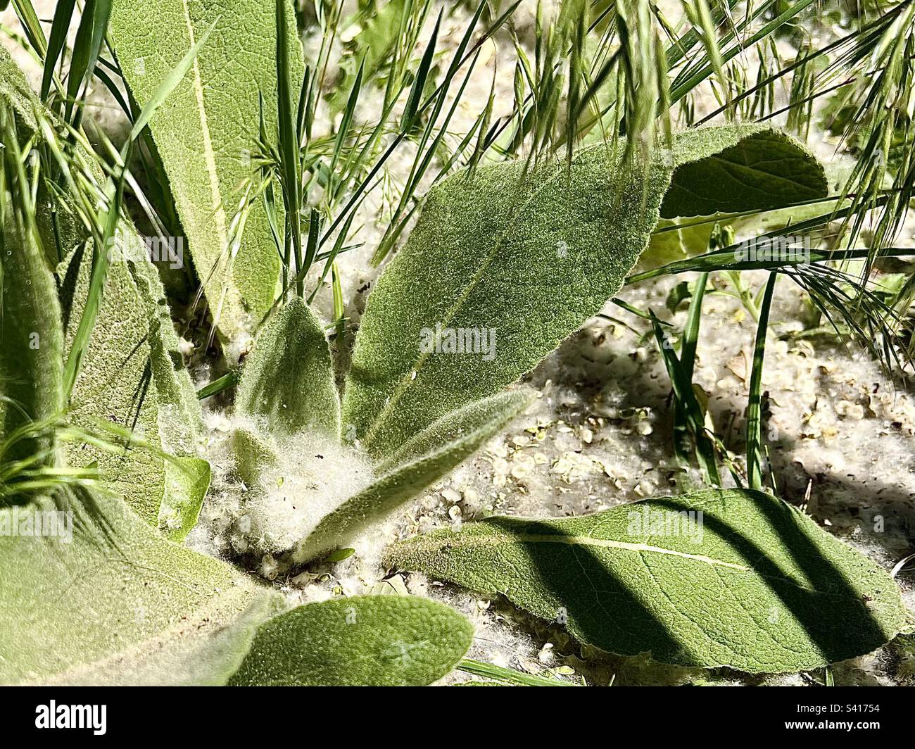 Mullein in spring hi-res stock photography and images - Alamy