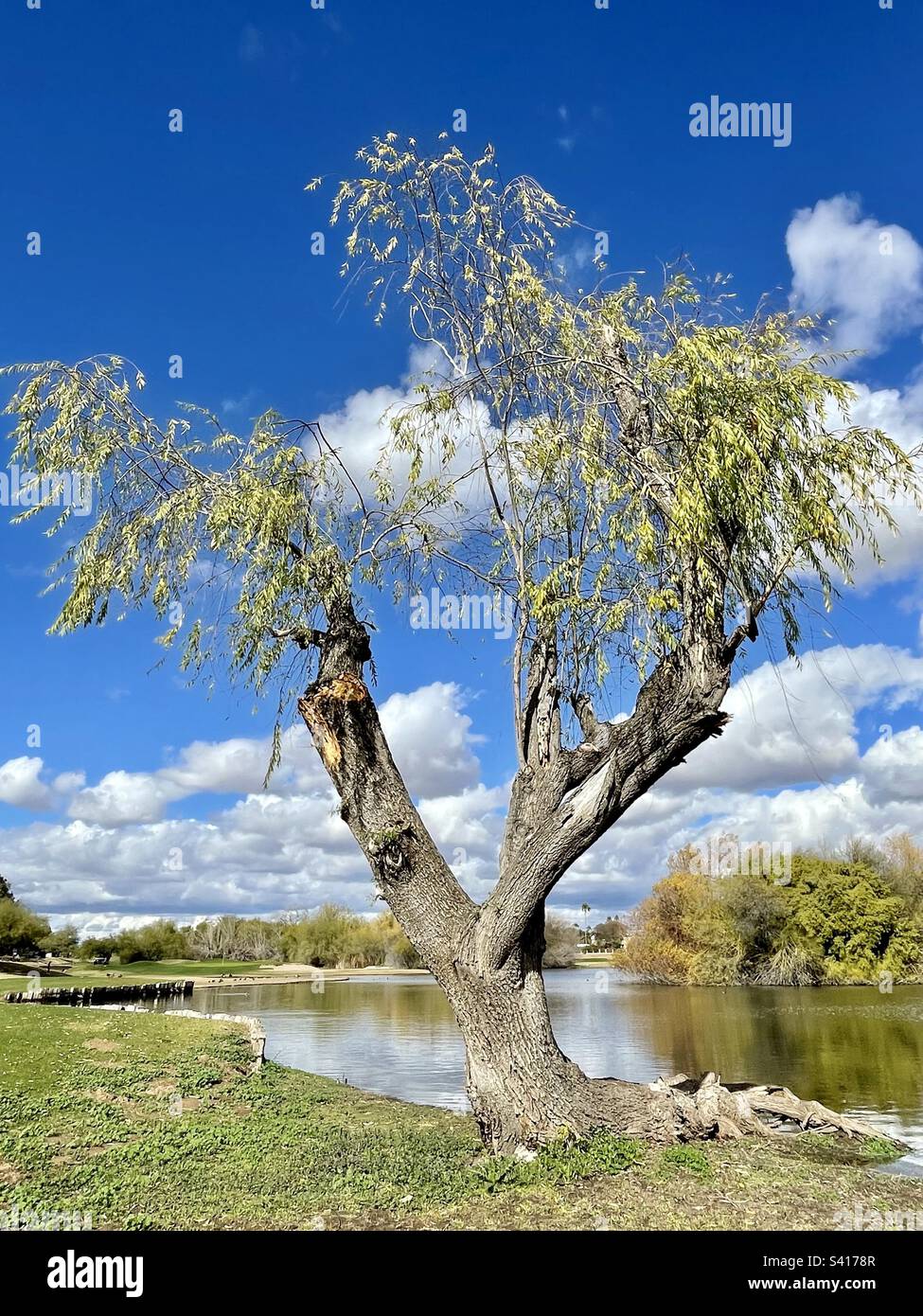 Warm sun on a cool day, rough Willow bark, wispy leaves, brilliant blue ...
