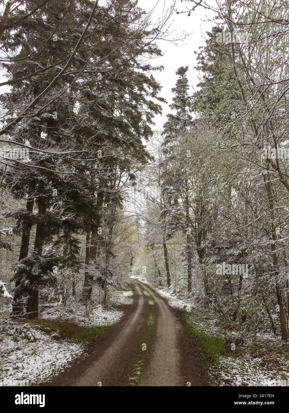 Country road in a snow covered forest Stock Photo - Alamy