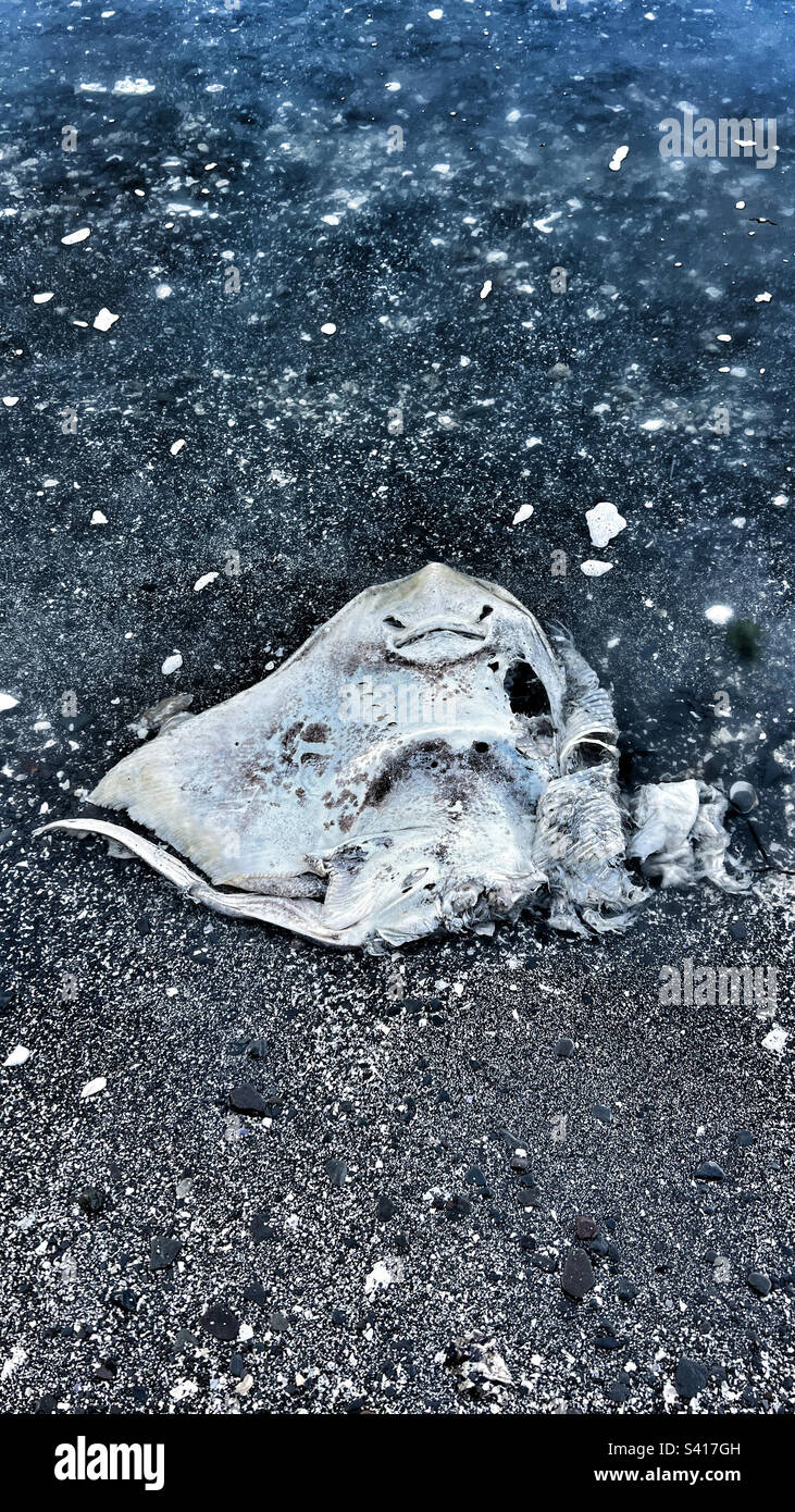 Smiling dead stingray washed up on Vancouver island Stock Photo - Alamy