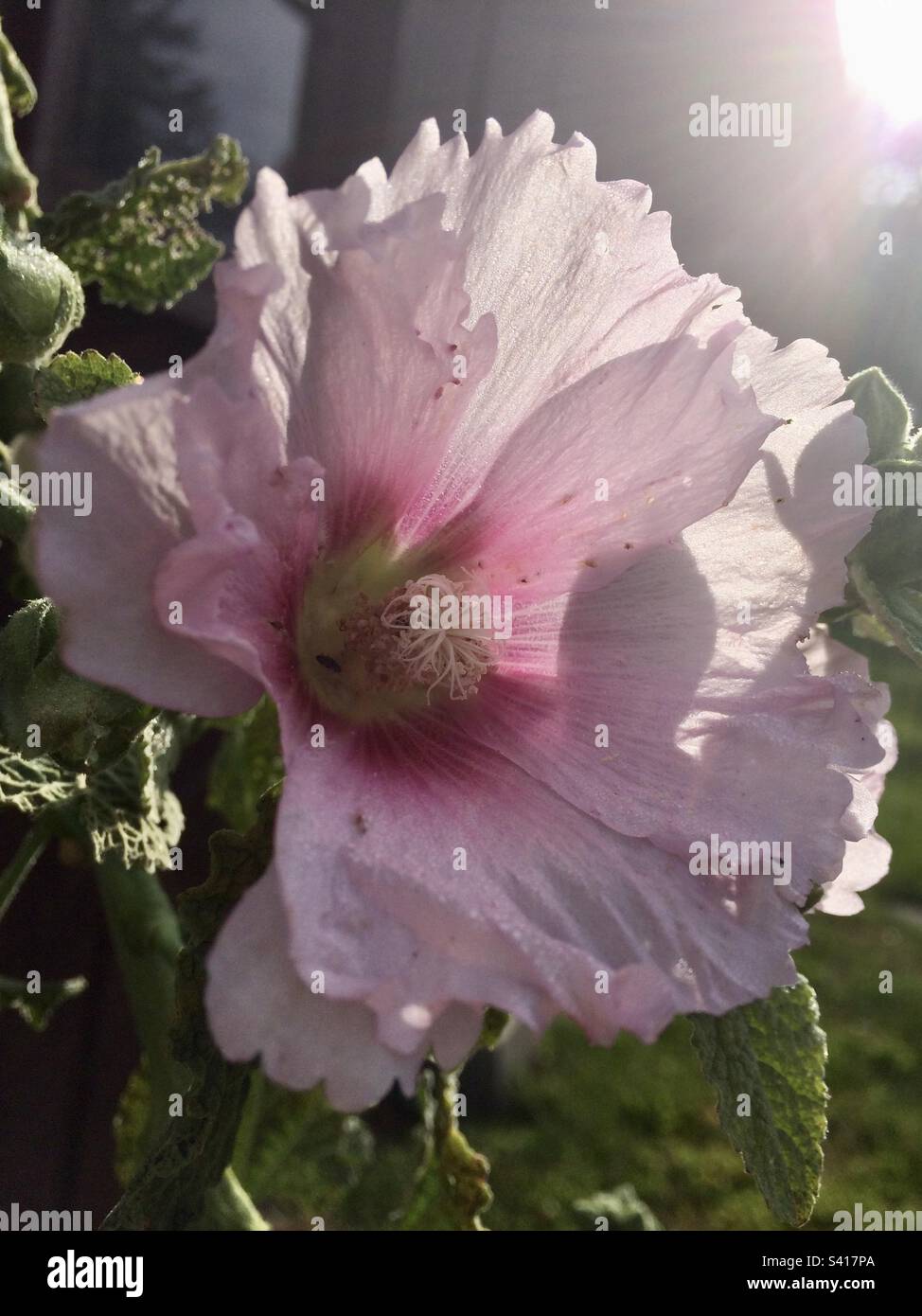 Shadow flowers hi-res stock photography and images - Alamy
